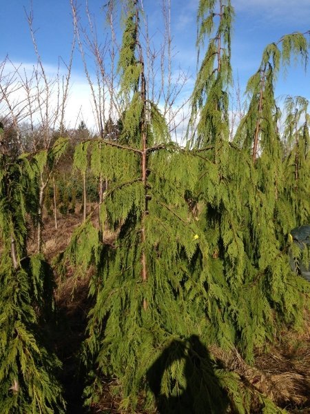 Golden Spruce Nurseries