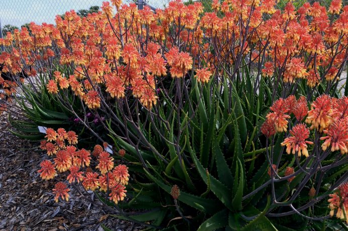 Waterwise Botanicals Plant Recommendations